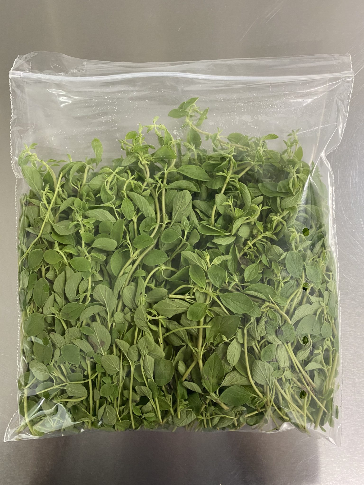 Oregano – Monte Vista Farms